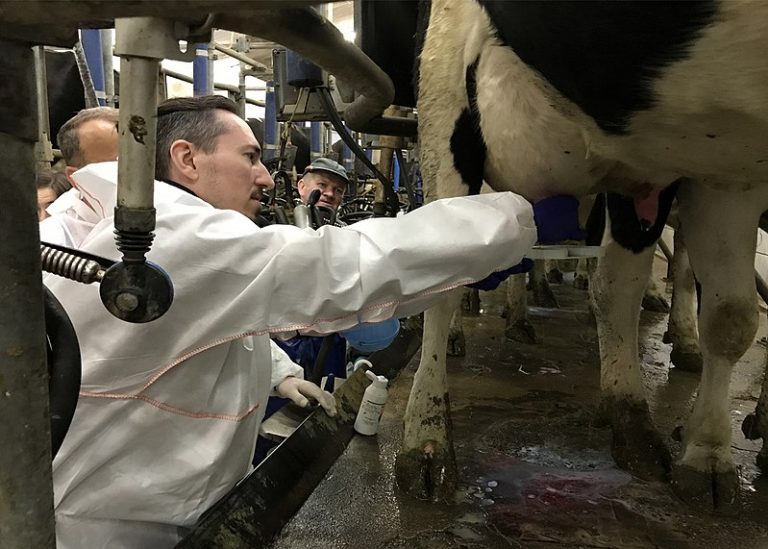 Qué Es La Mastitis, Cómo Prevenirla Y Tratarla - Laboratorios ...